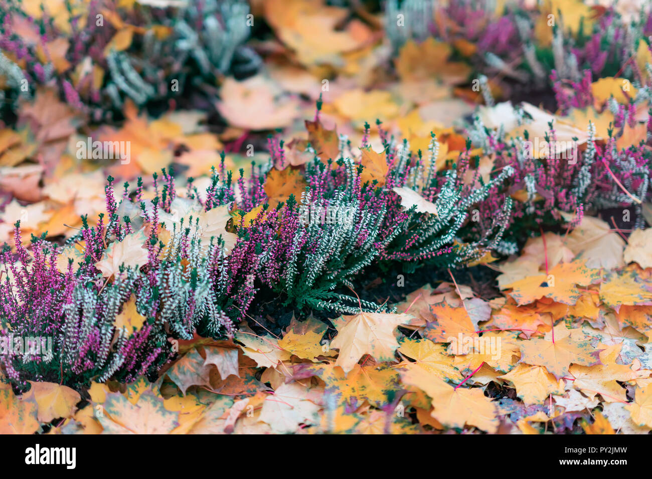 Blooming bright erica among the fallen autumn foliage. Evergreen plant ...