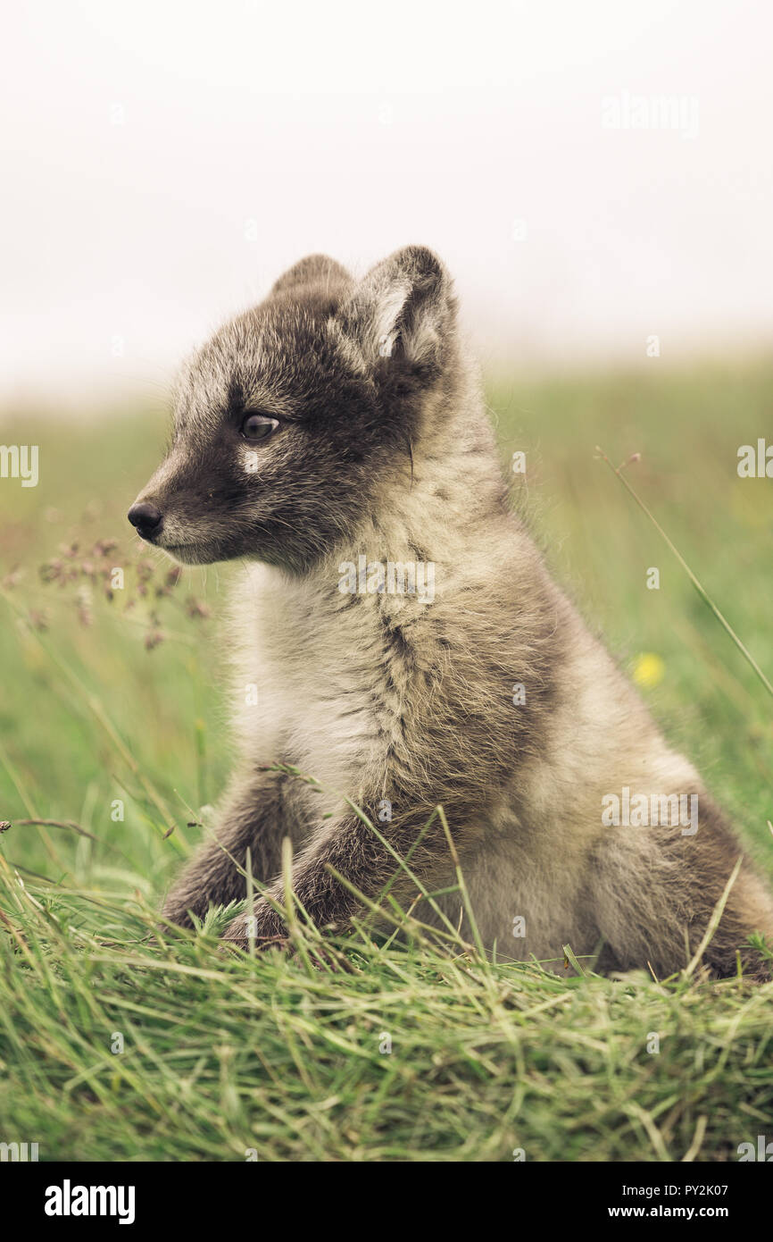 portrait of a young playful arctic fox cub in iceland, summer Stock ...