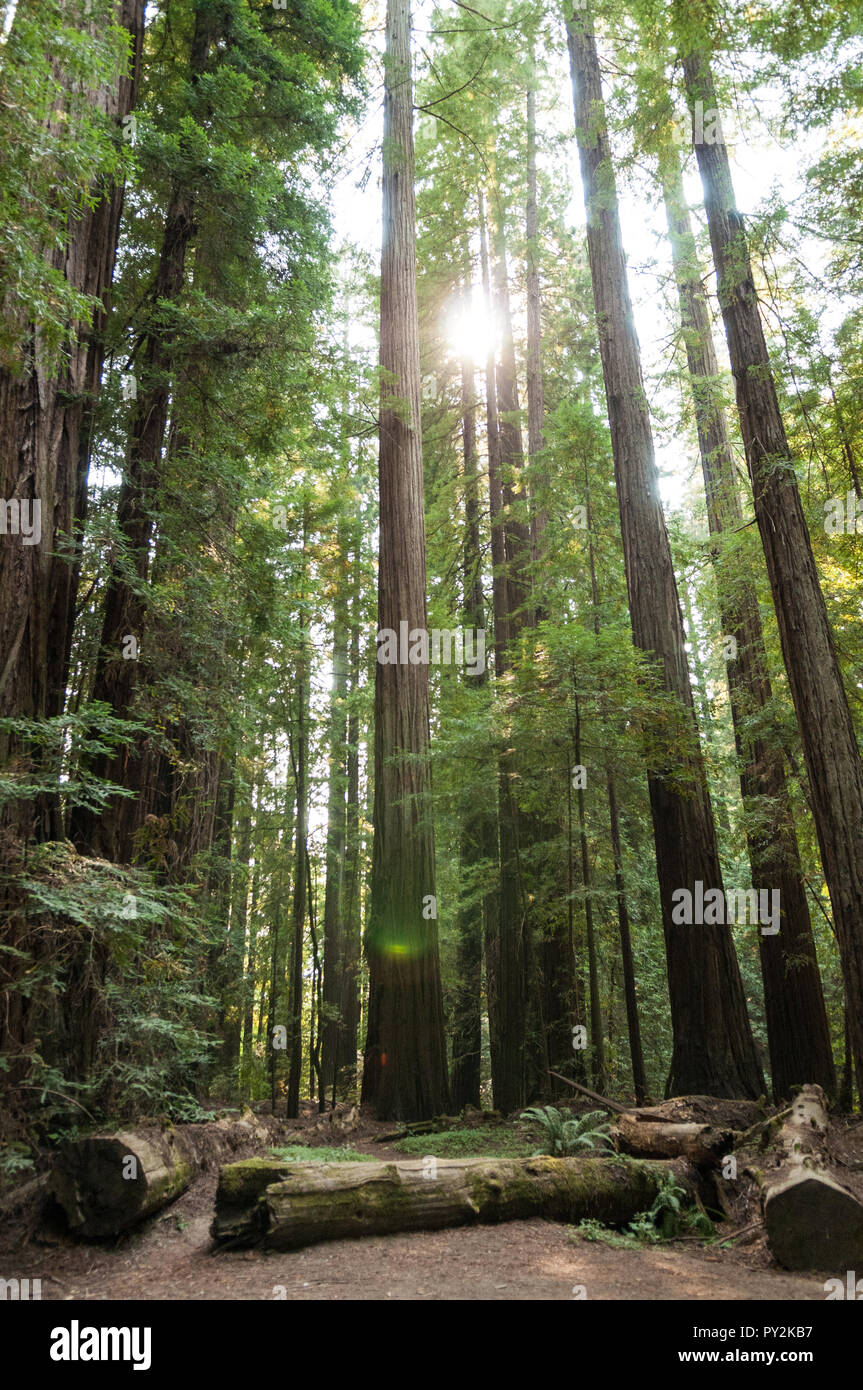 Giant sequoia leaves hi-res stock photography and images - Alamy