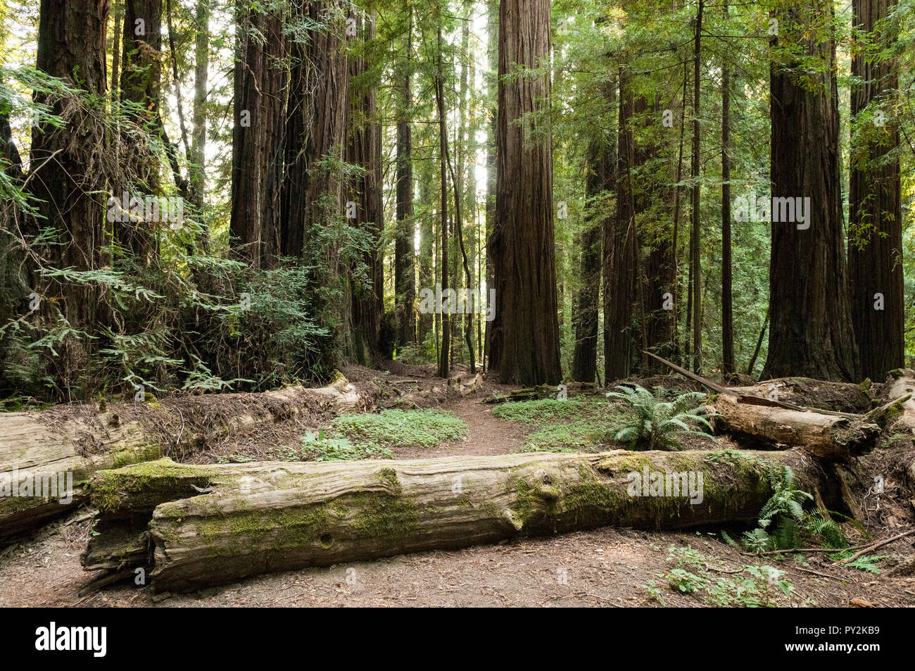 Giant sequoia trees sun hi-res stock photography and images - Alamy
