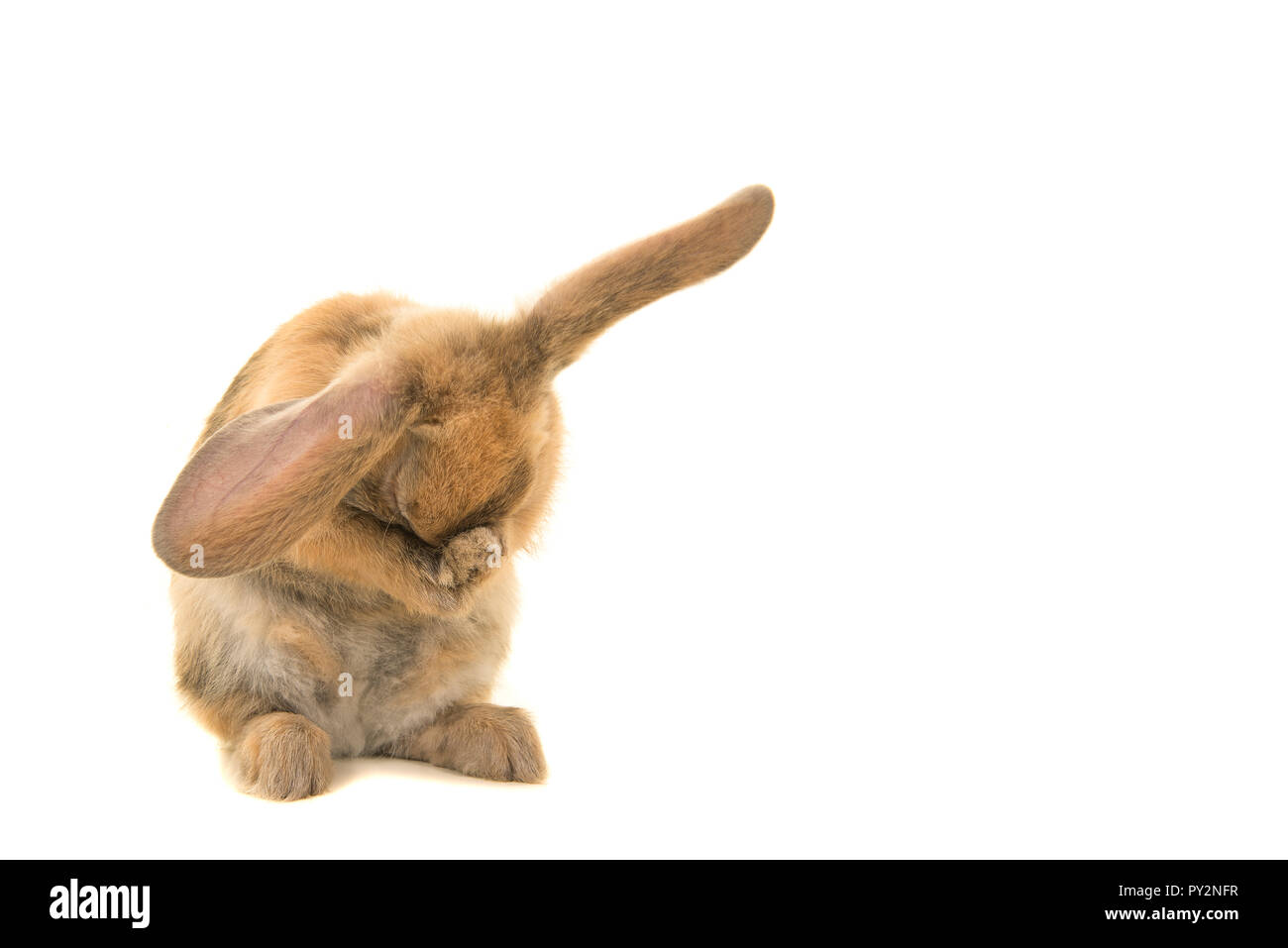 Cute brown young rabbit seen from the front grooming itself and hiding ...
