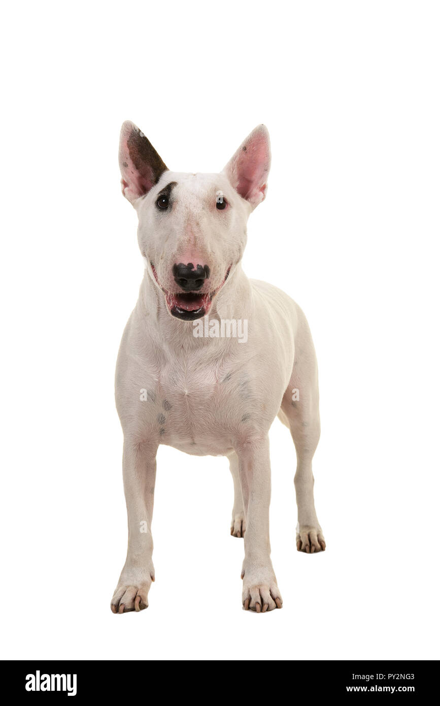 Standing bull terrier seen from the front looking at the camera ...