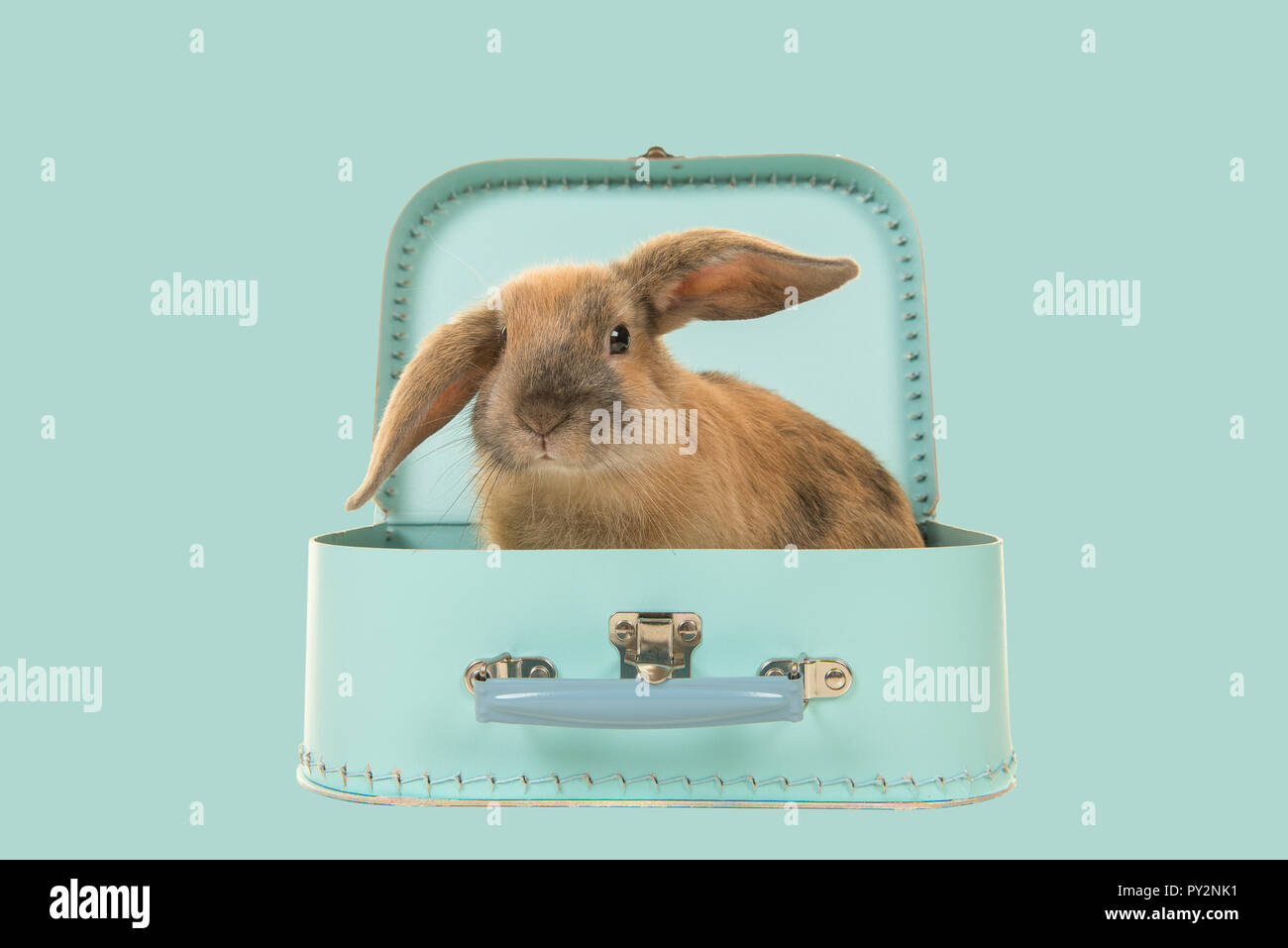 Cute young brown rabbit sitting in a turquoise blue suitcase on a blue ...