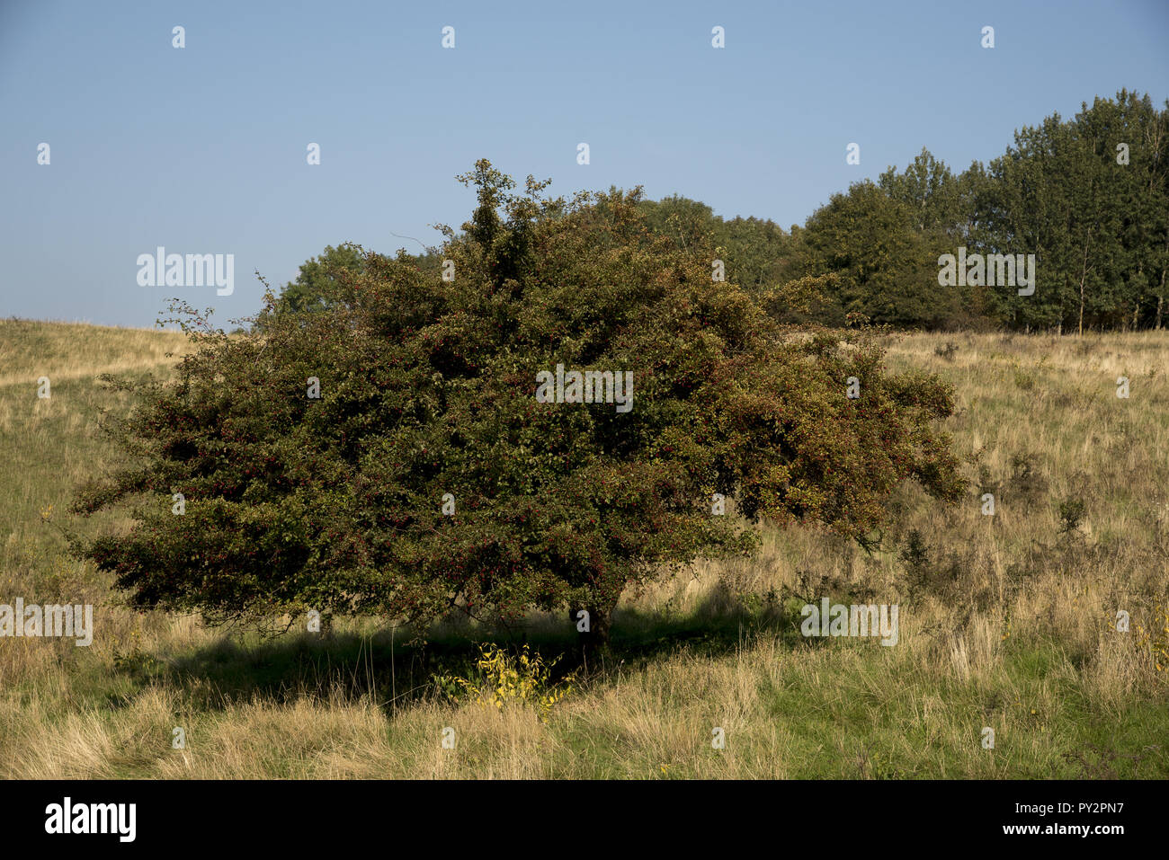Hawthorne growing on Mönchgut peninsula in Southeast Rügen Island with ...