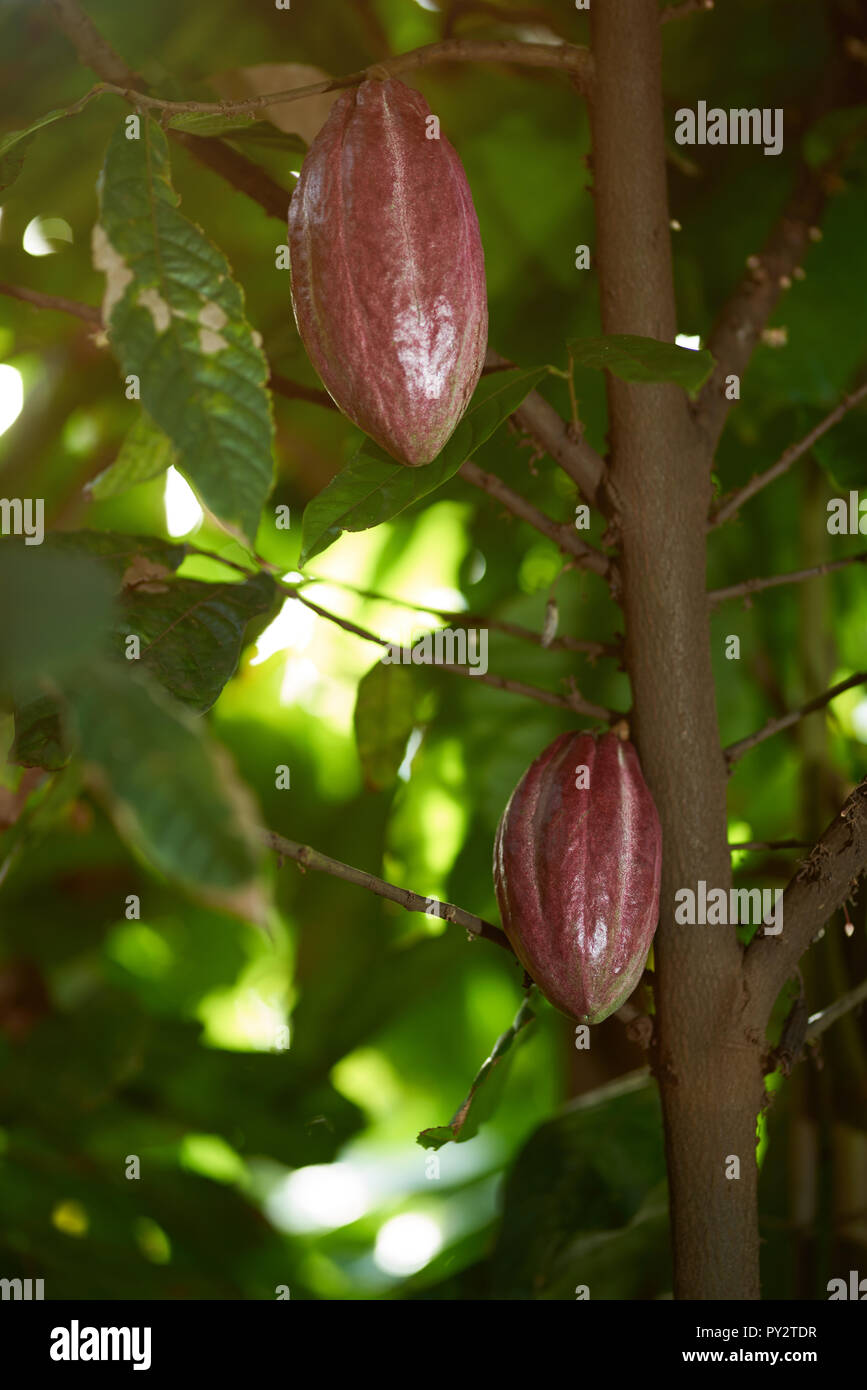 Raw red cocoa pods hang on plant branches Stock Photo - Alamy