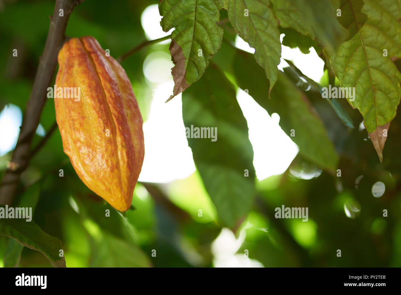Cacao ripe theme. One yellow ready for harvest pod Stock Photo - Alamy