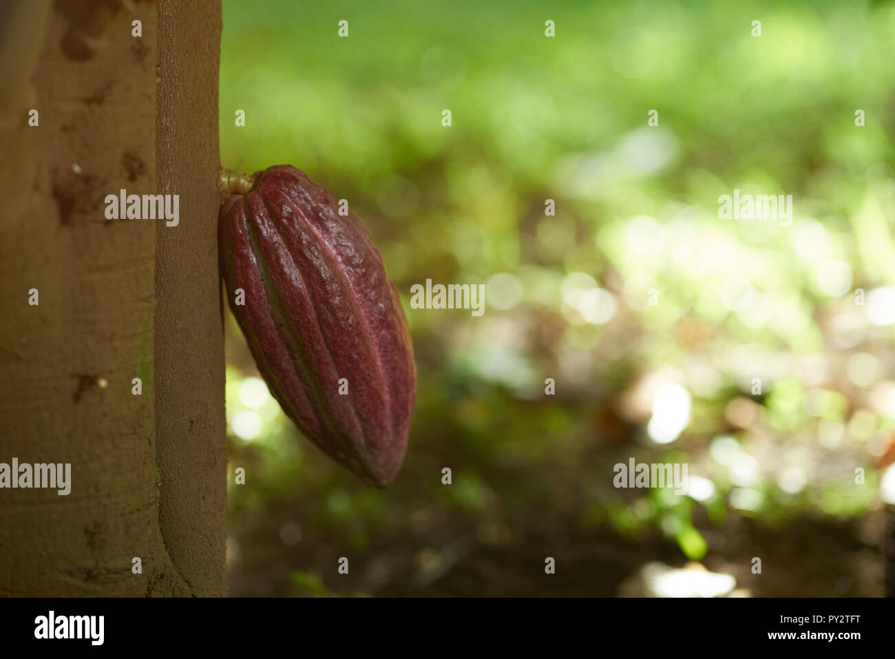 Cacao harvest theme. One cocoa red pod hang on tree Stock Photo - Alamy