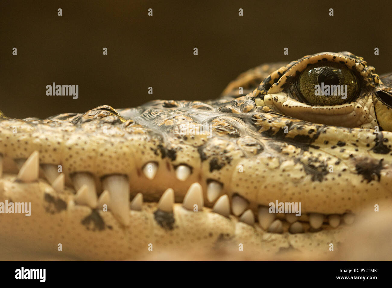 Cuban Crocodile (Cuban Crocodile Stock Photo - Alamy
