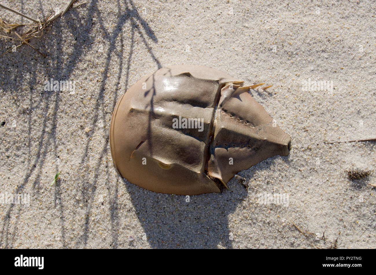 A horseshoe crab, limulus polyphemus or limuli, in the beach sand on ...