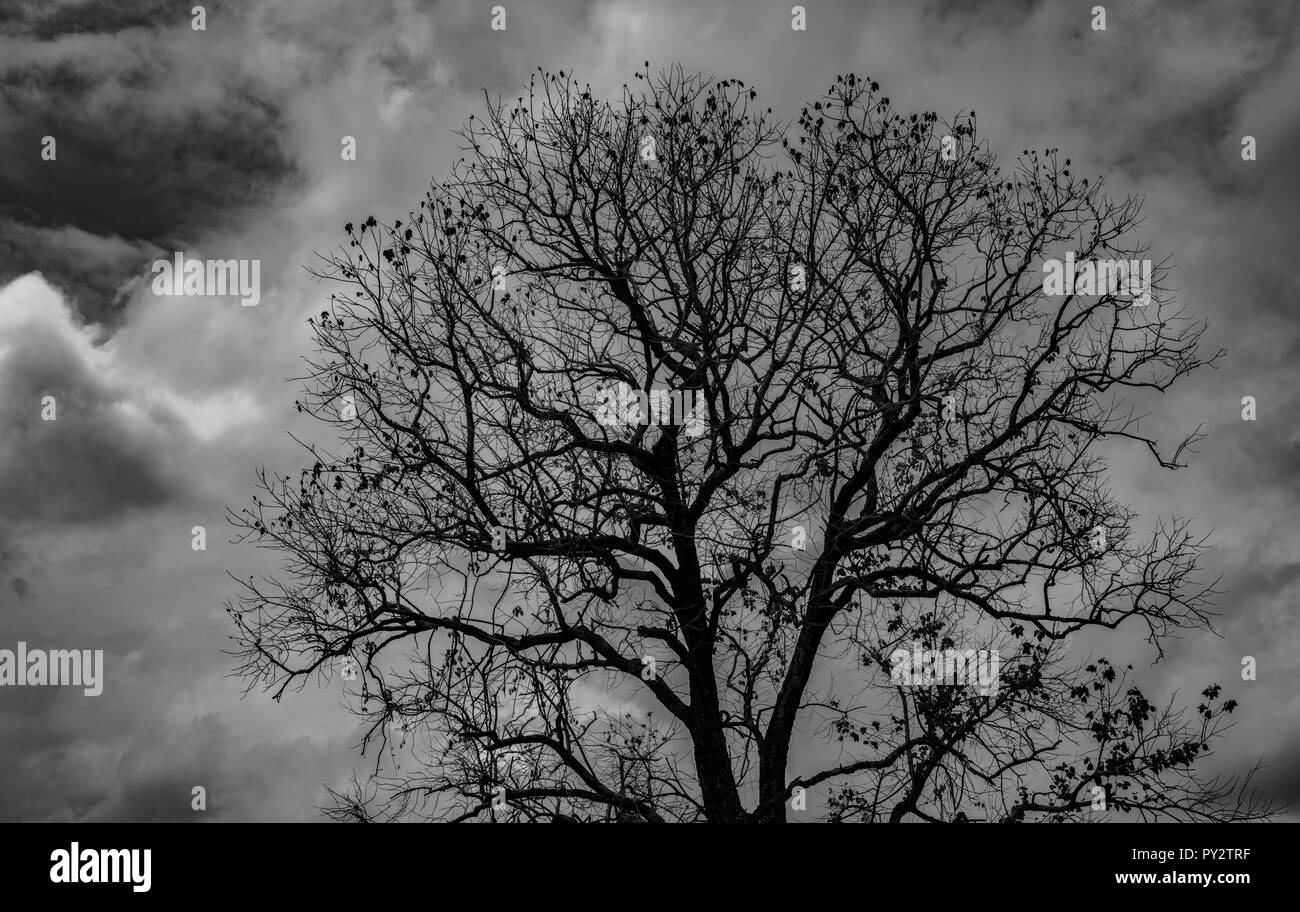 Silhouette dead tree on dark dramatic grey sky and clouds background ...
