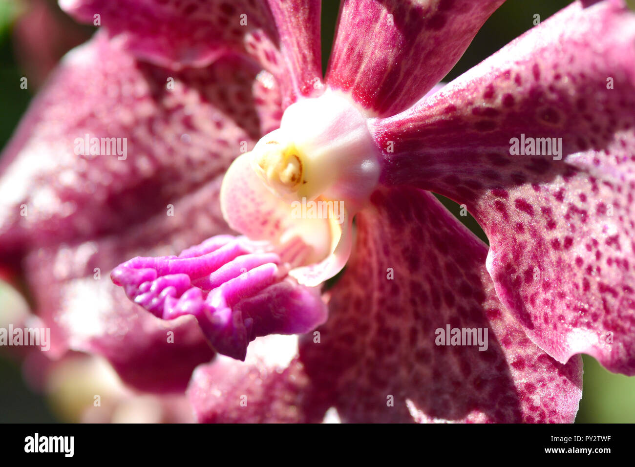 closeup pink vanda orchid flower Stock Photo - Alamy