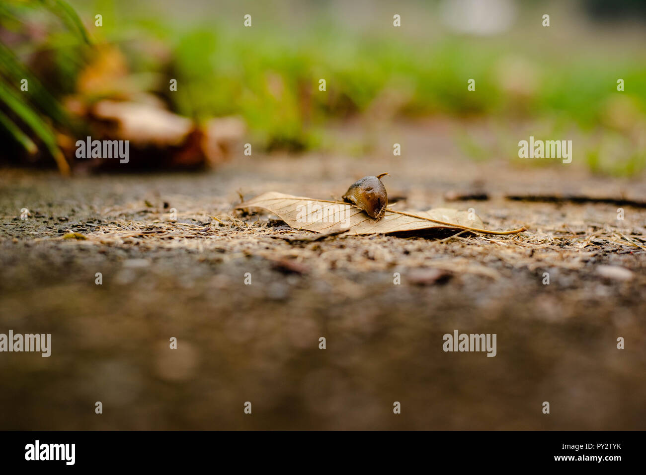 A large slug sits on a fallen leaf during in the autumn Stock Photo - Alamy