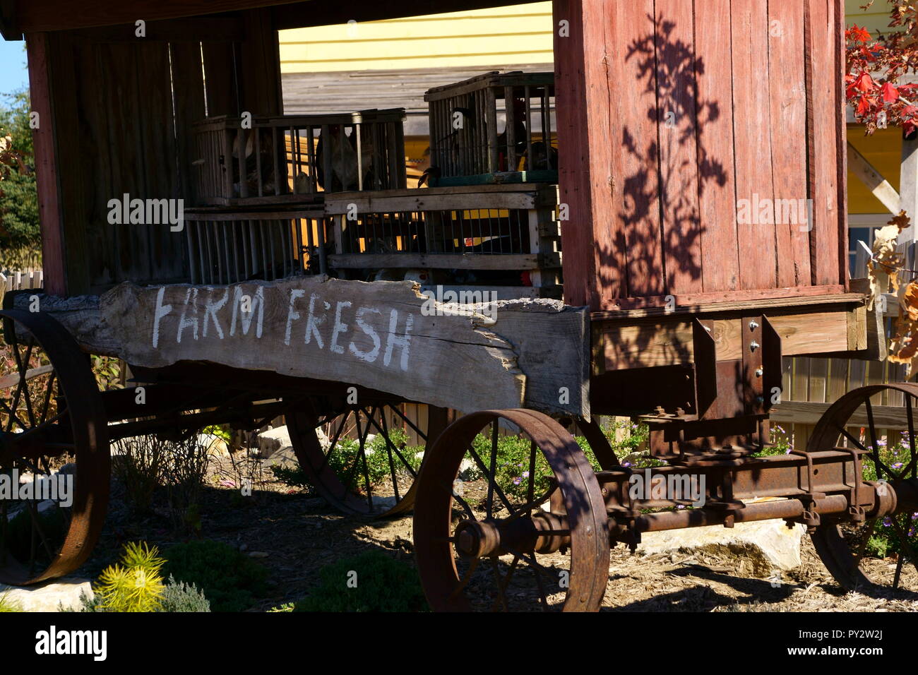Farm raised chickens on the open range Stock Photo - Alamy