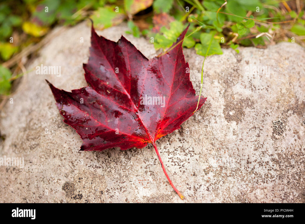 Red Canadian Autumn Leaves Stock Photo - Alamy