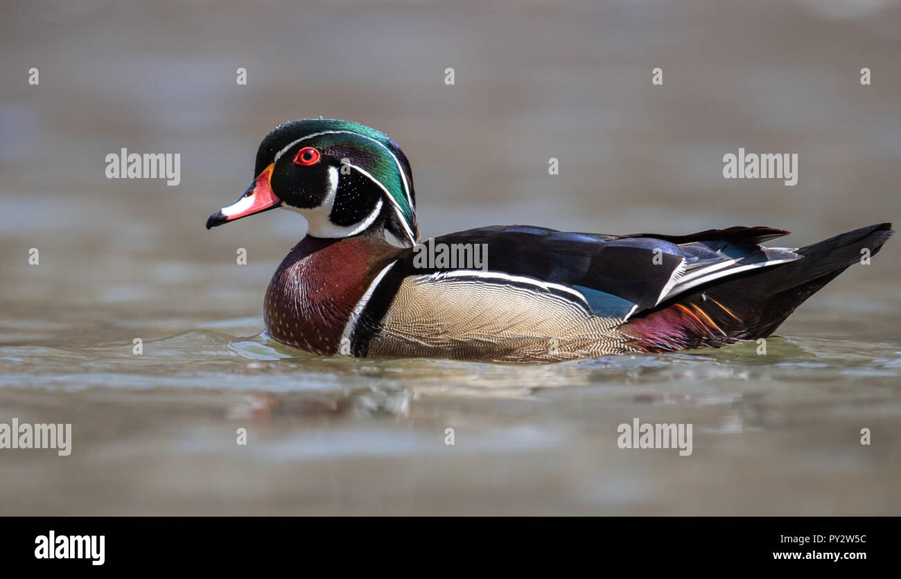 Male Drake Wood Duck Stock Photo - Alamy