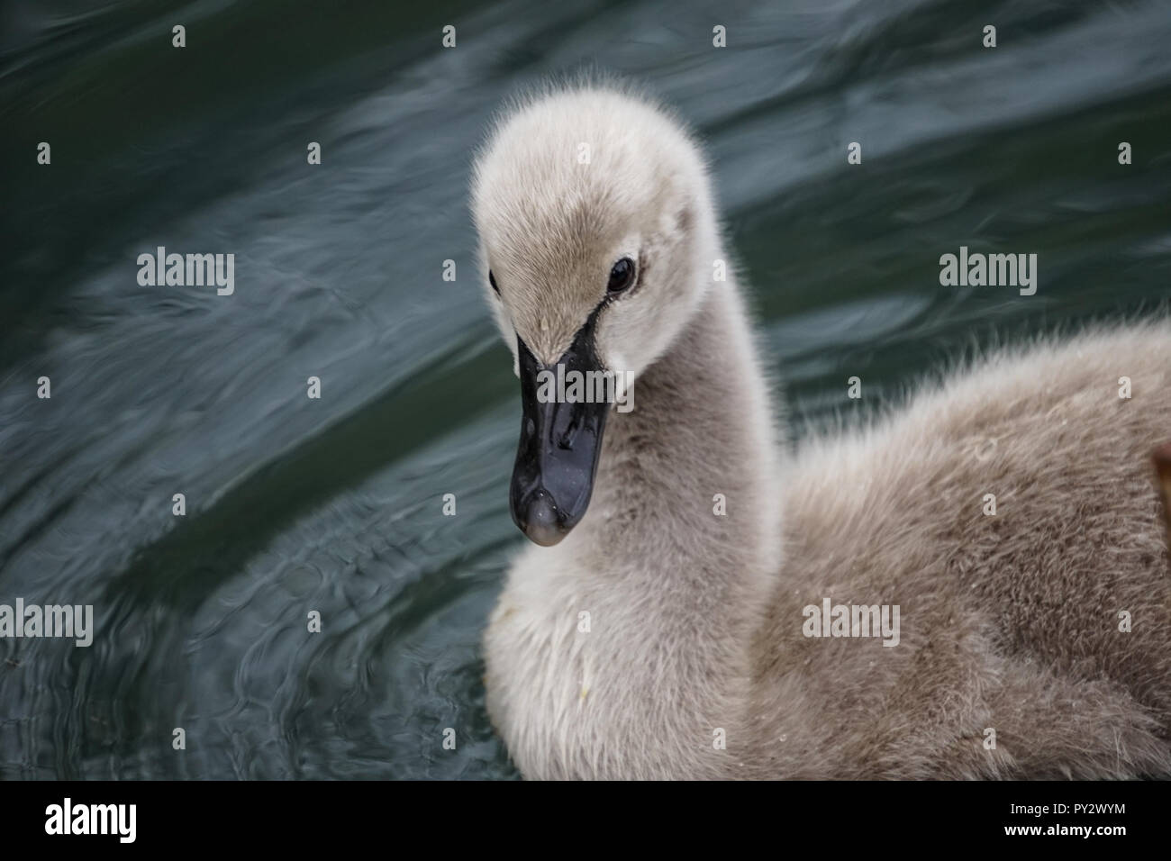 fluffy gray Swan chick on the background of the water surface Stock ...
