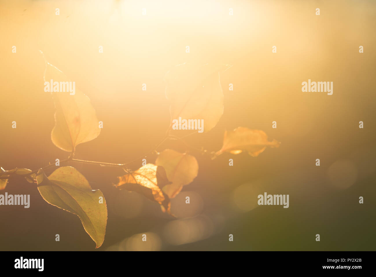 Strong back light hi-res stock photography and images - Alamy