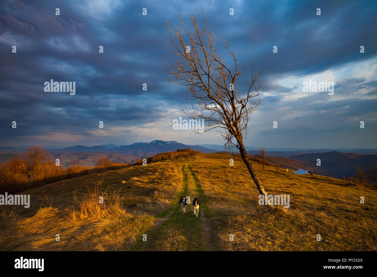 Wind blown dogs hi-res stock photography and images - Alamy