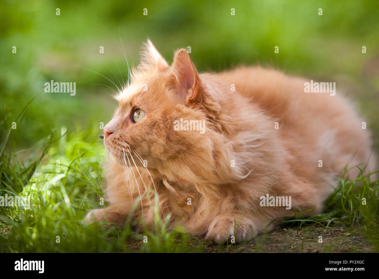Curious orange cat outdoors Stock Photo - Alamy