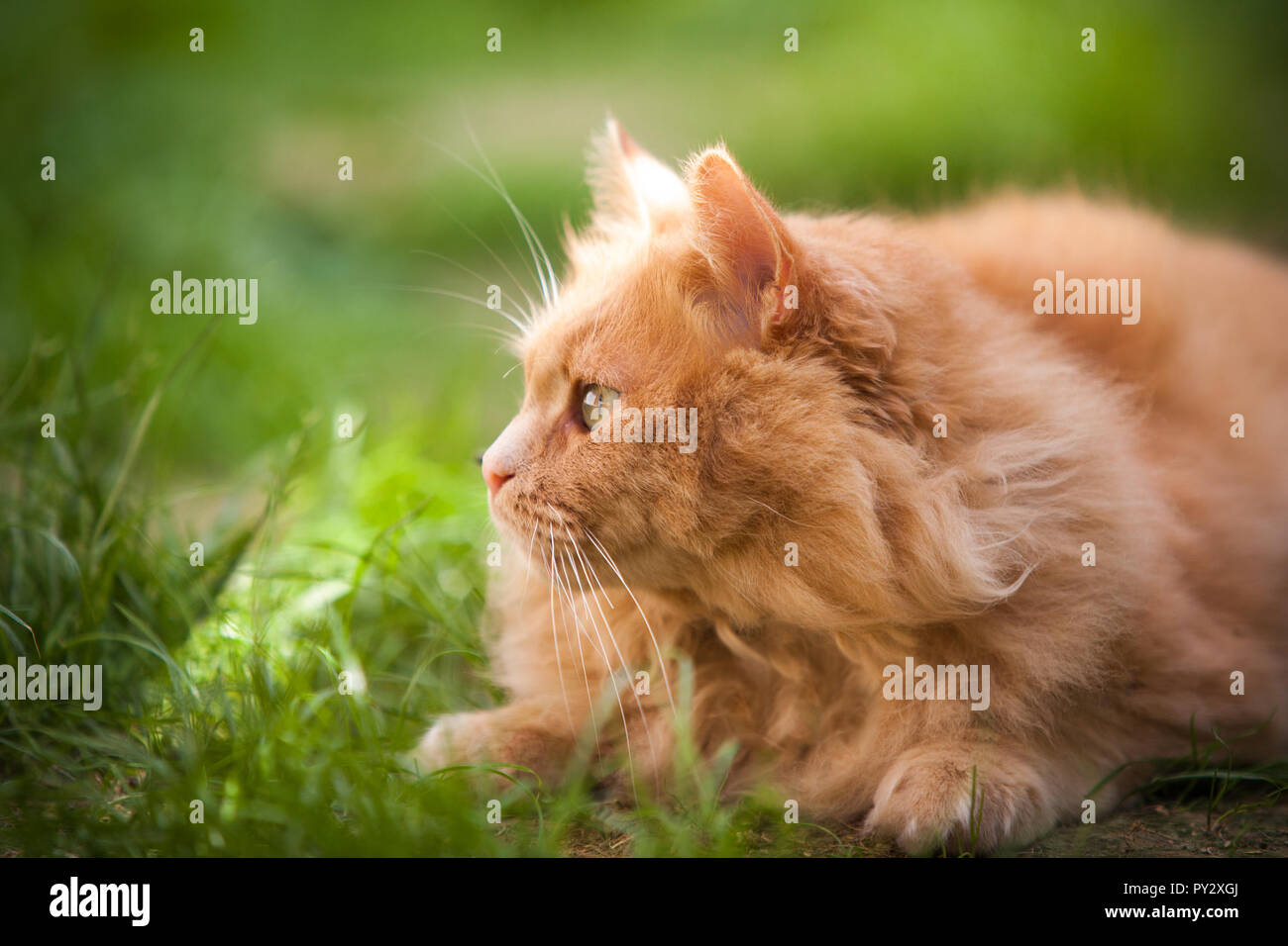 Curious orange cat outdoors Stock Photo - Alamy