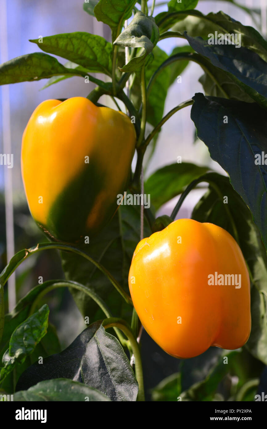 "sweet peppers". Peppers are native to Mexico Stock Photo - Alamy