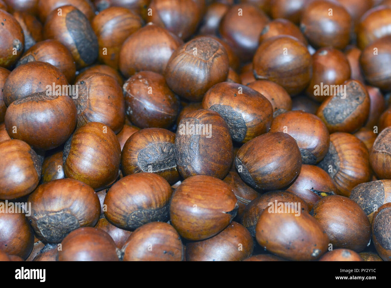 Group of edible chestnuts Stock Photo - Alamy