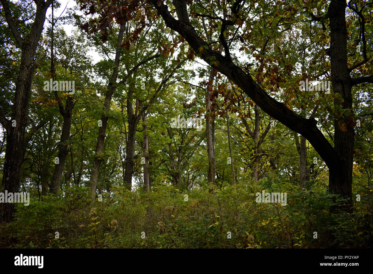 Autumn Leaves and Tress Stock Photo - Alamy