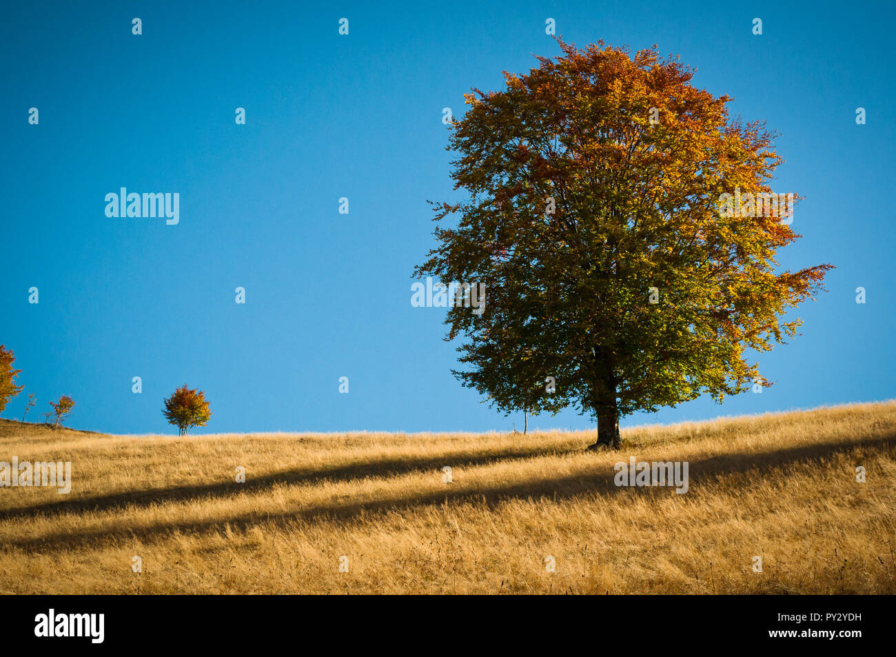 Smaller trees hi-res stock photography and images - Alamy