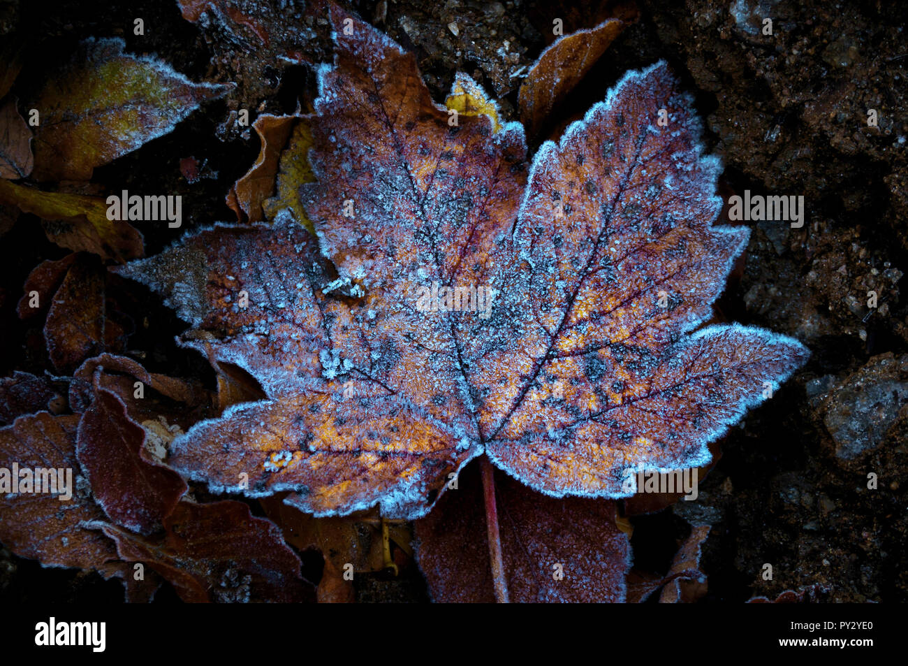 White snow coming from winter hi-res stock photography and images - Alamy