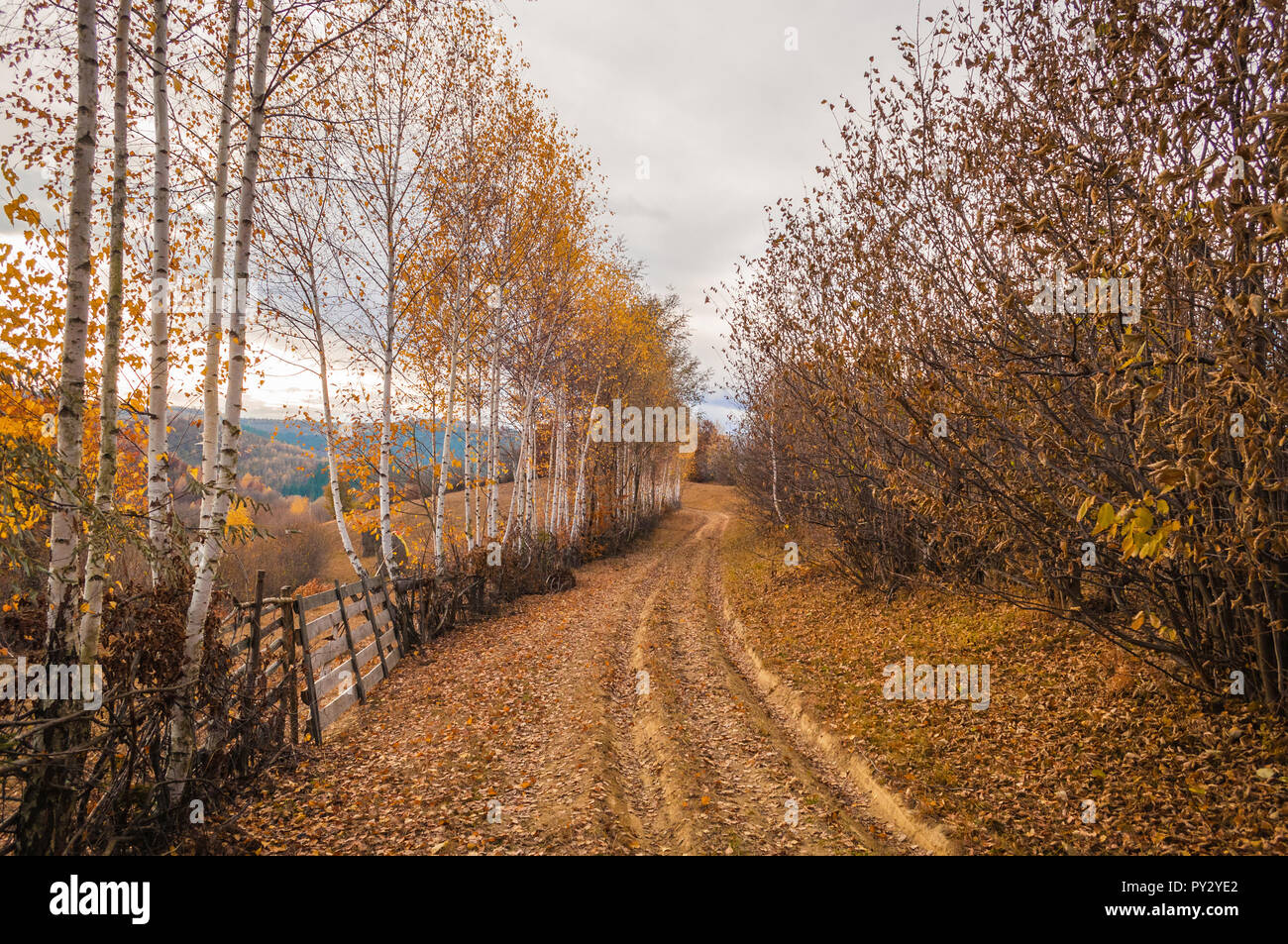 Simple winding country path in autumn Stock Photo - Alamy