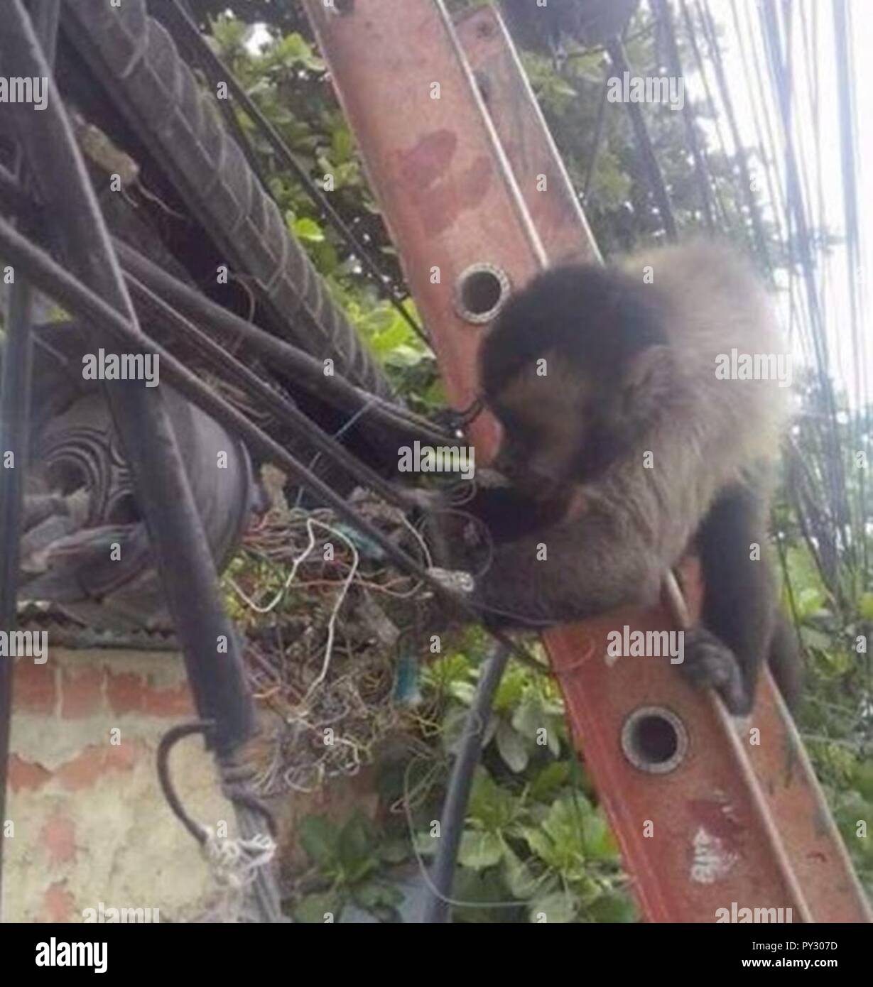 Monkey forces hi-res stock photography and images - Alamy