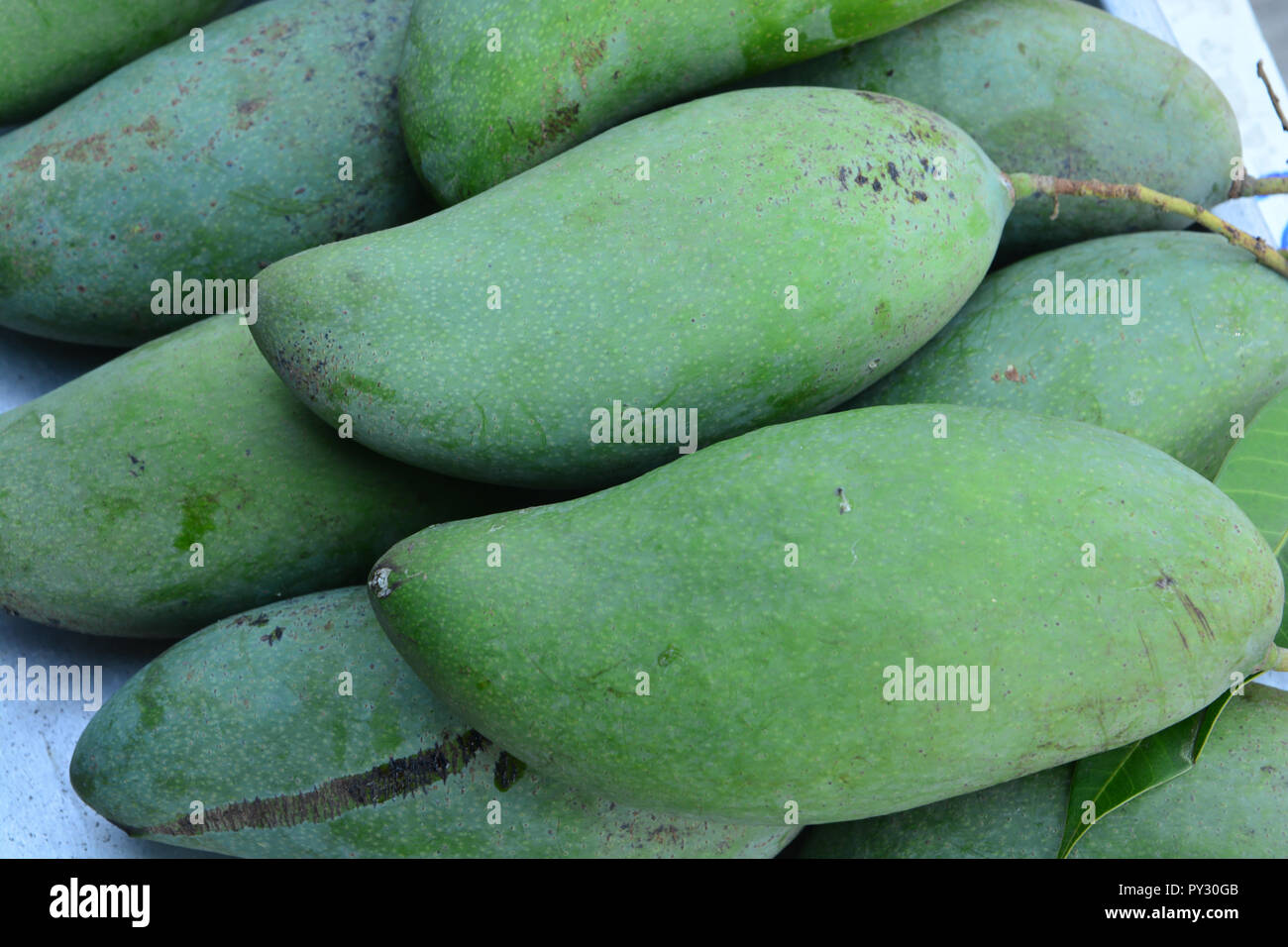 Green mangoes fruit Stock Photo - Alamy