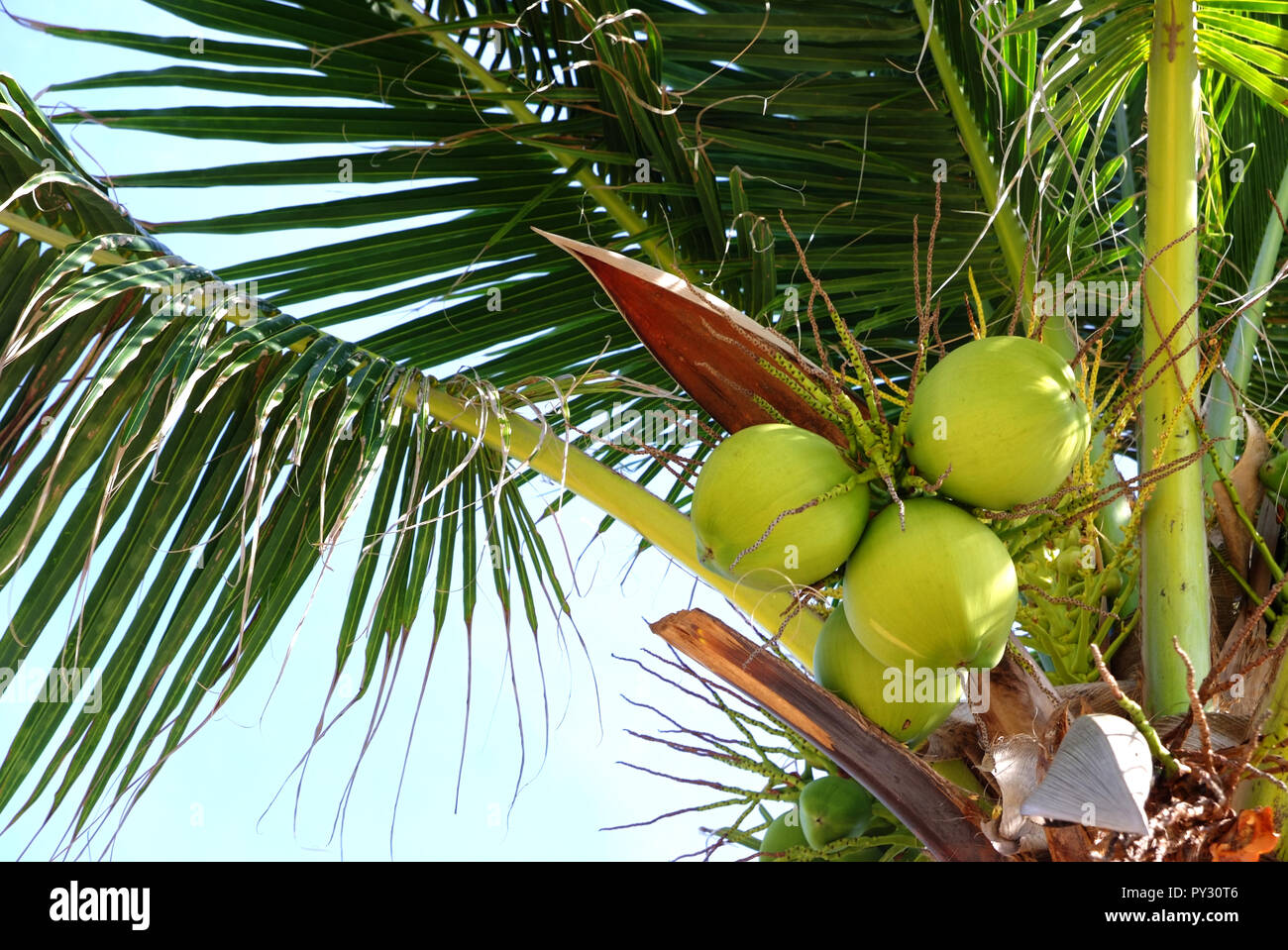 Frest fruit hi-res stock photography and images - Alamy