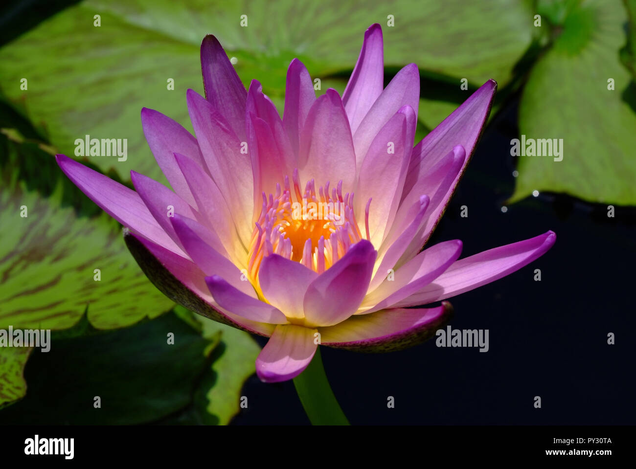 Lotus rare flower. Symbol of purity Stock Photo - Alamy