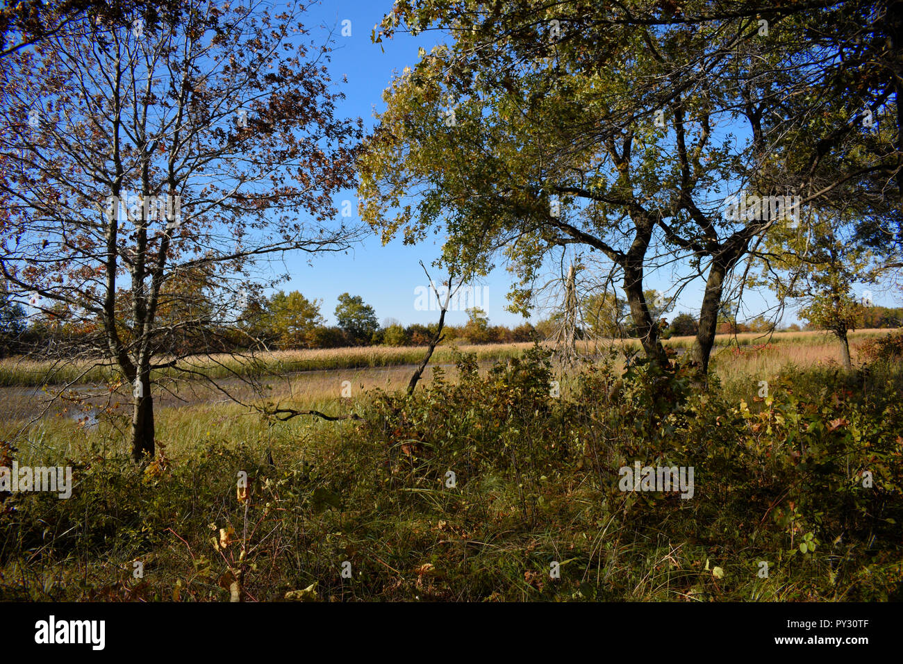 Autumn Leaves and Tress Stock Photo - Alamy