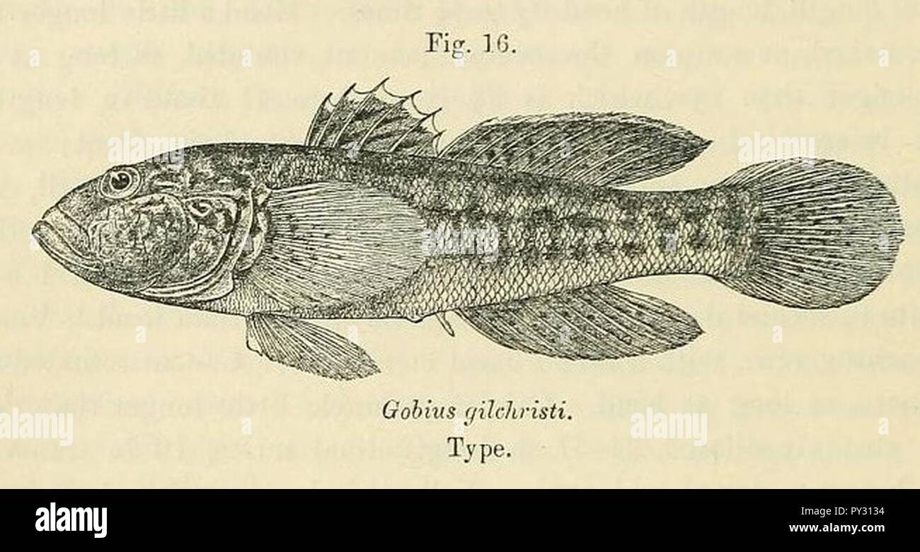 Gilchristi hi-res stock photography and images - Alamy