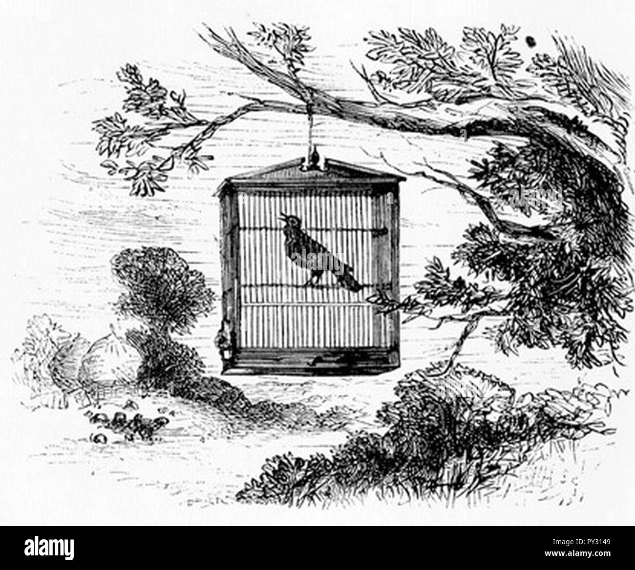 The caged bird Black and White Stock Photos & Images - Alamy