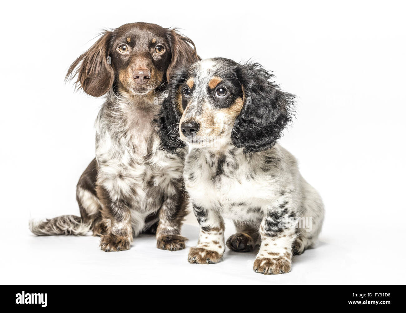 Zwergdackel hi-res stock photography and images - Alamy