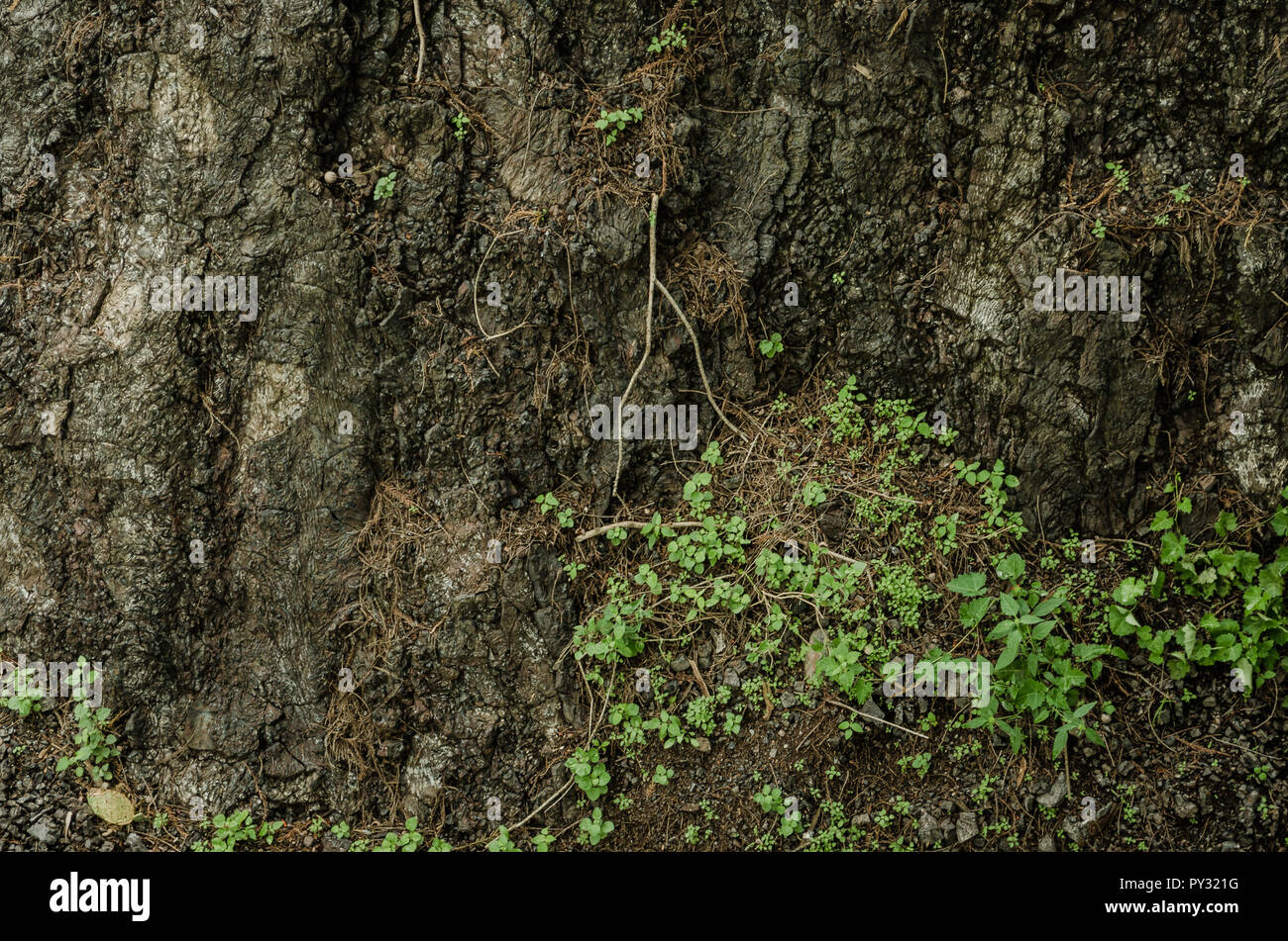 background of the broken land, broken dirt wall with small green leaves ...