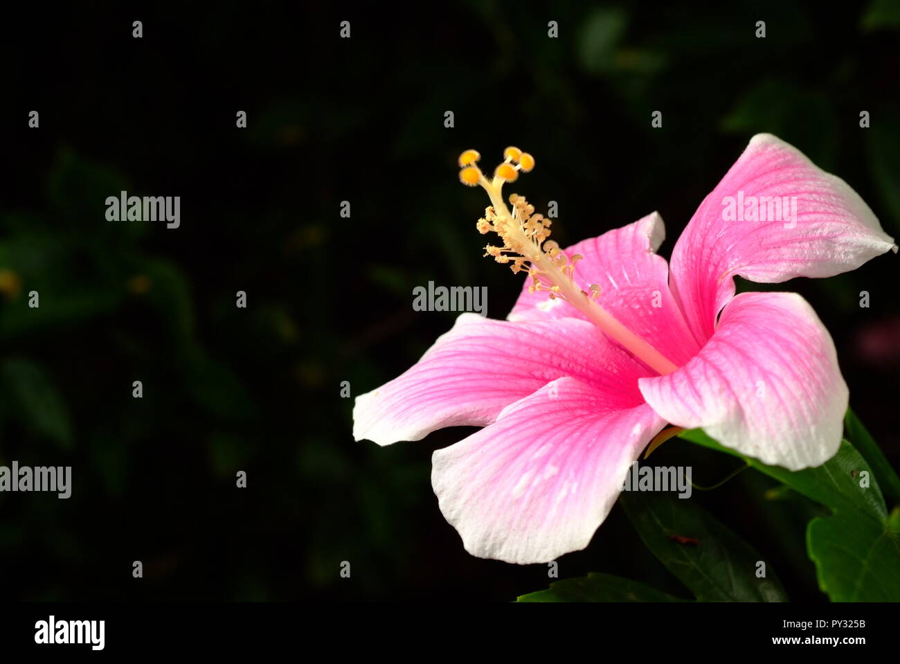 Hibiscus Flower (Sweet Heart Stock Photo - Alamy