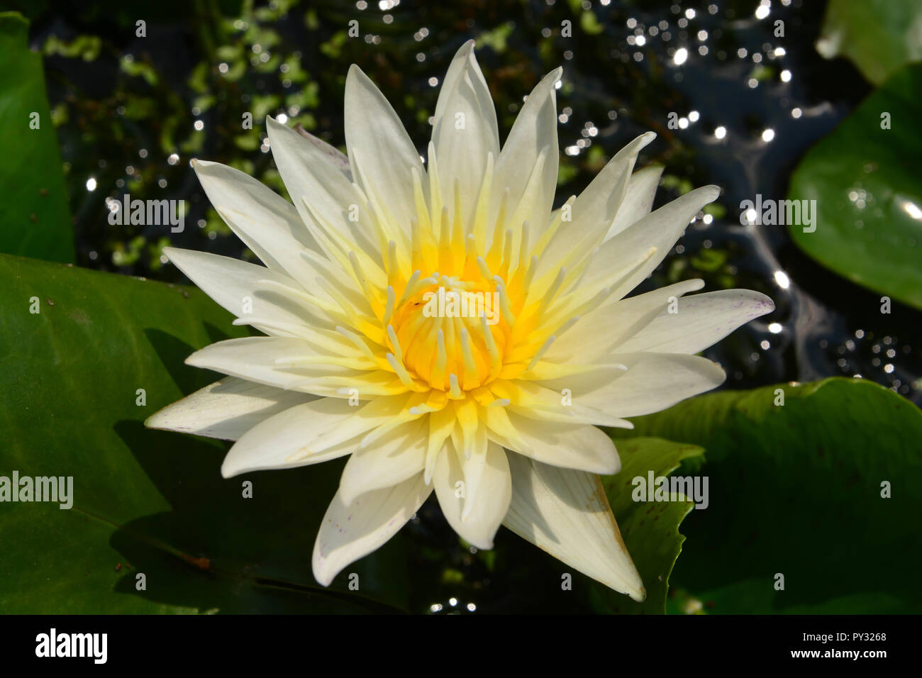 Lotus rare flower. Symbol of purity Stock Photo - Alamy