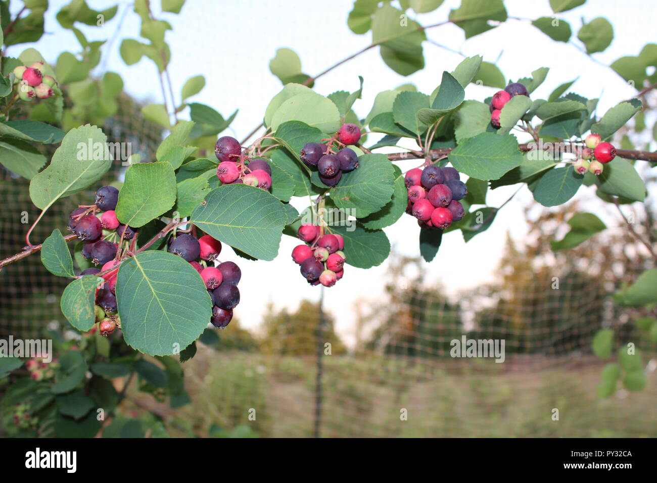 Saskatoon berry farm hi-res stock photography and images - Alamy