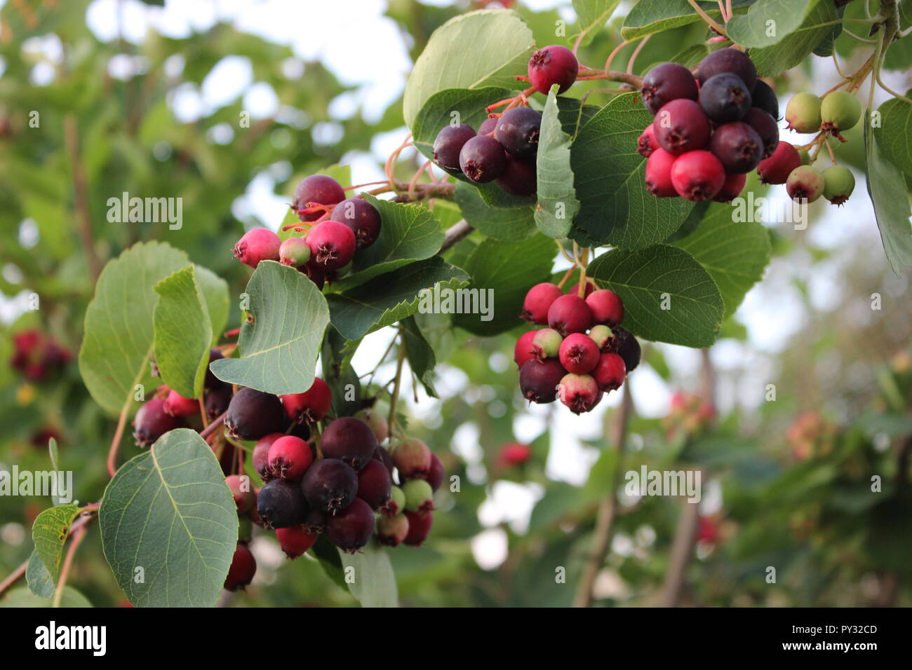 Clusters of people hi-res stock photography and images - Alamy