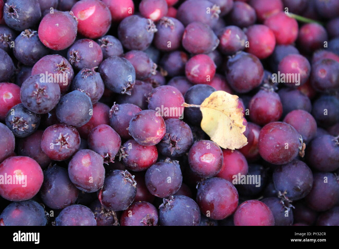 Saskatoon berry farm hi-res stock photography and images - Alamy