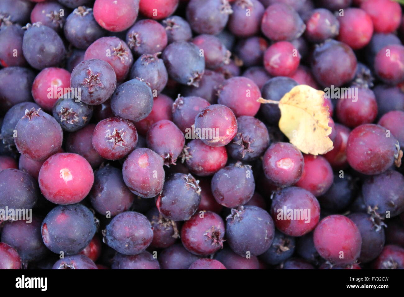 Saskatoon berry picking hi-res stock photography and images - Alamy