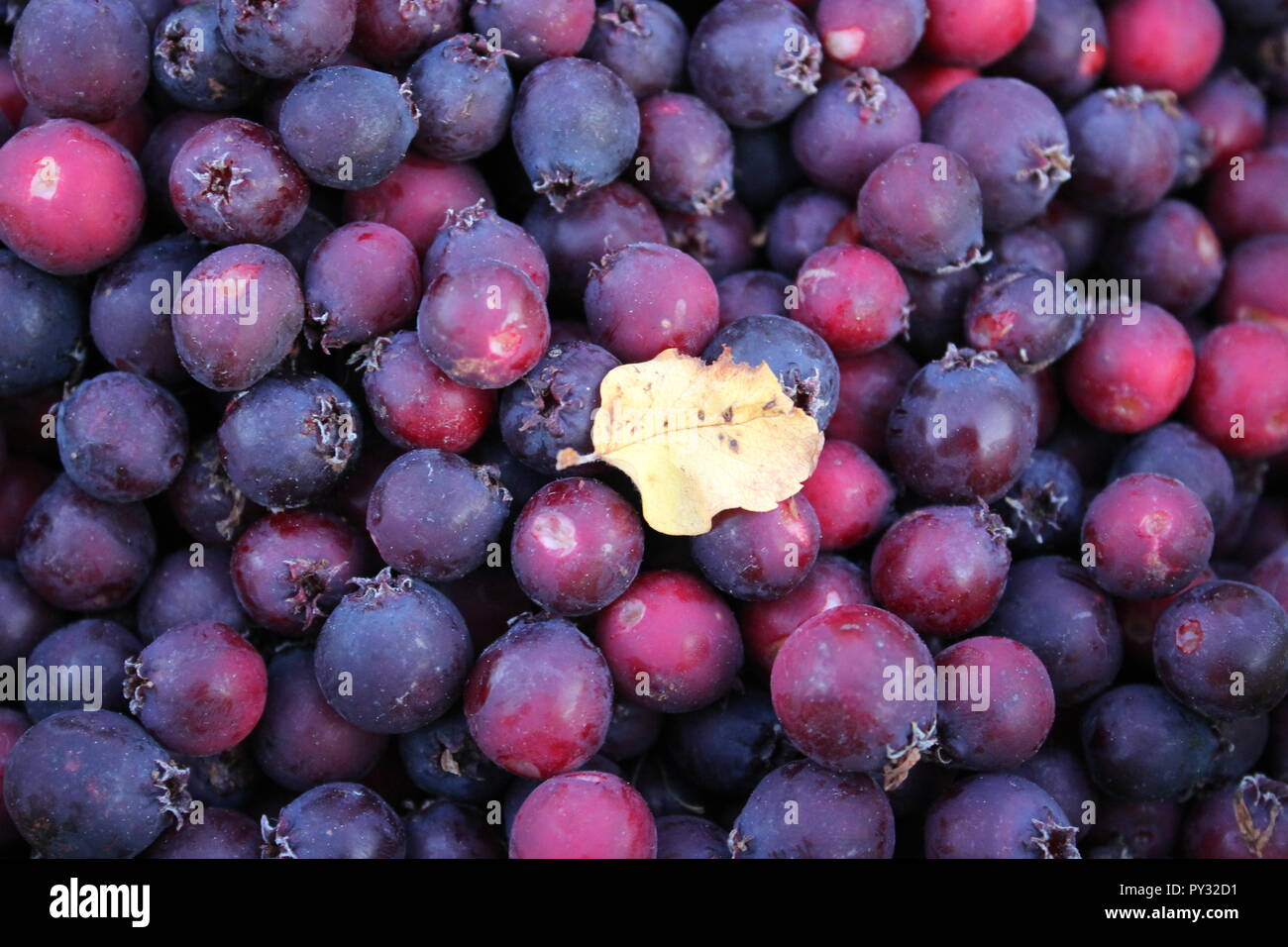 Saskatoon berry farm hi-res stock photography and images - Alamy