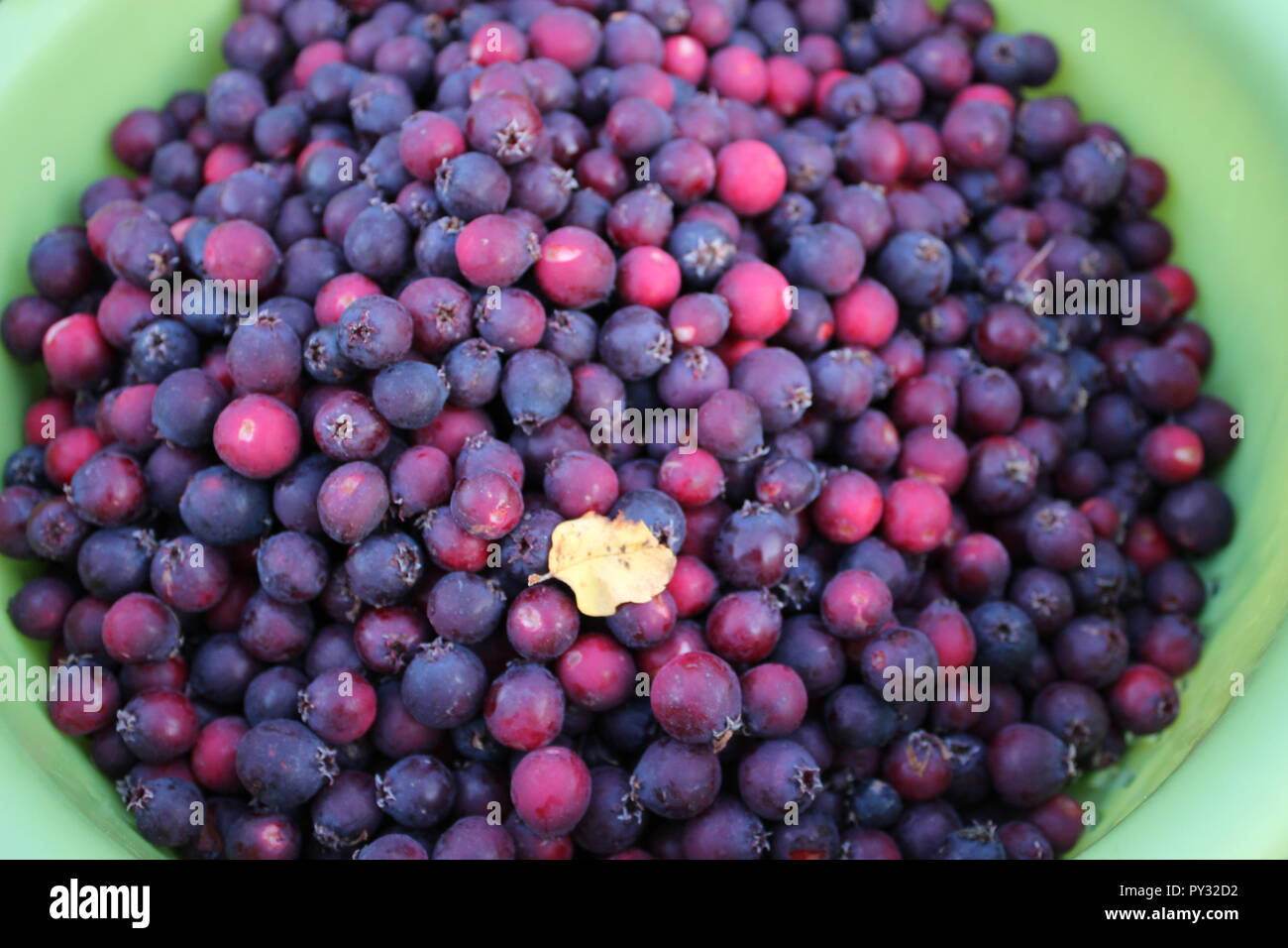 Aboriginal people and early settlers hi-res stock photography and ...