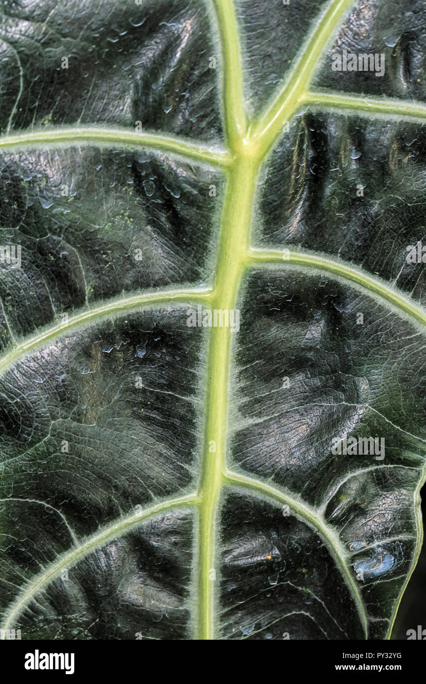 Laef pattern hi-res stock photography and images - Alamy