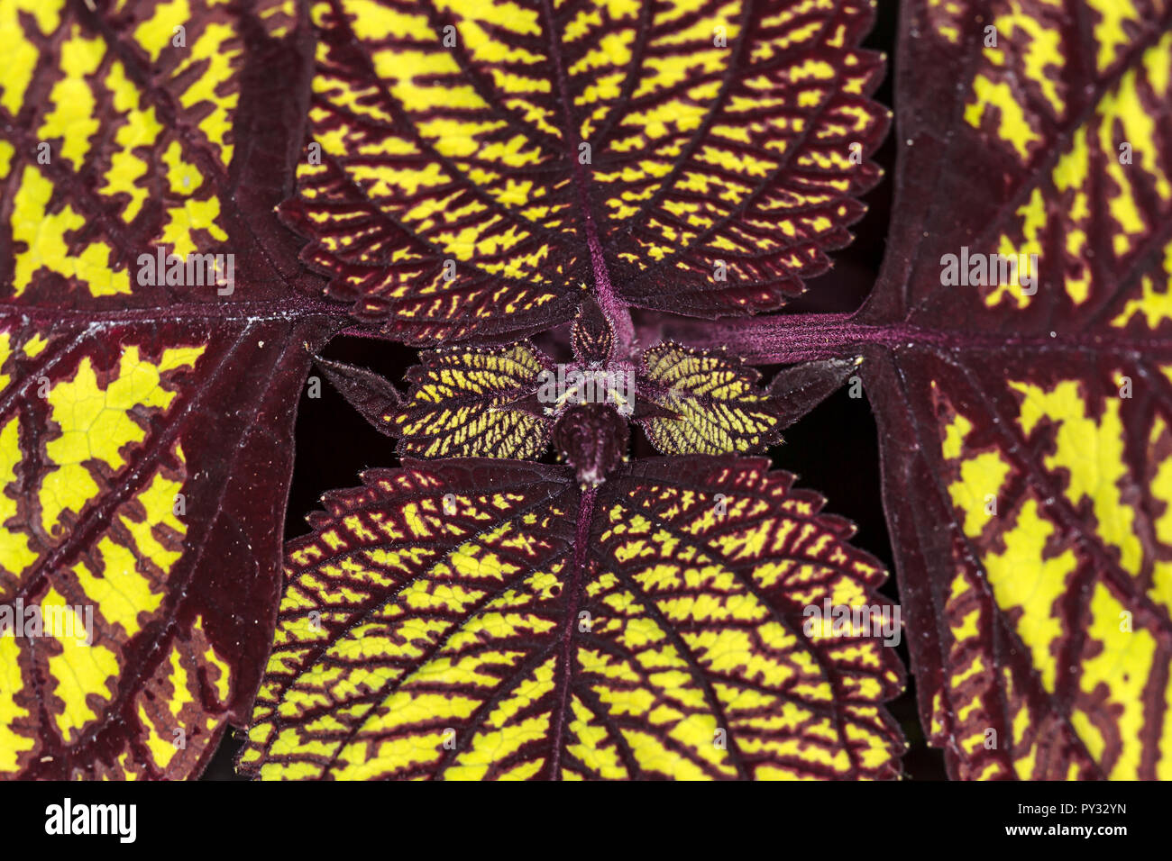 A macro photo of coleus solenostemon, alos known as fishnet stockings ...