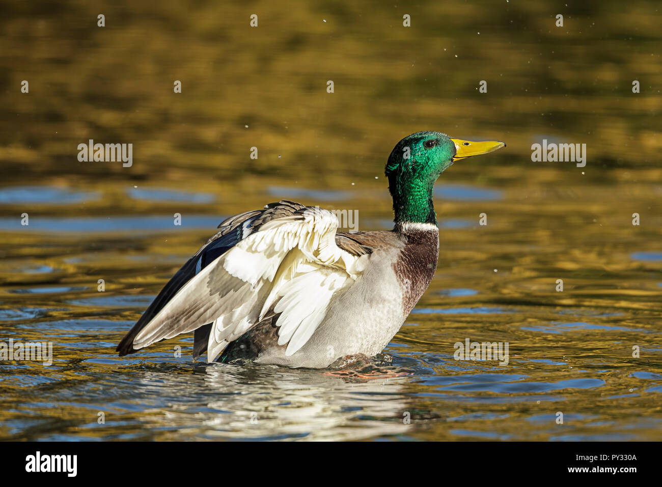 A mallard flaps its wings in the water at Cannon Hill Park in Spokane ...